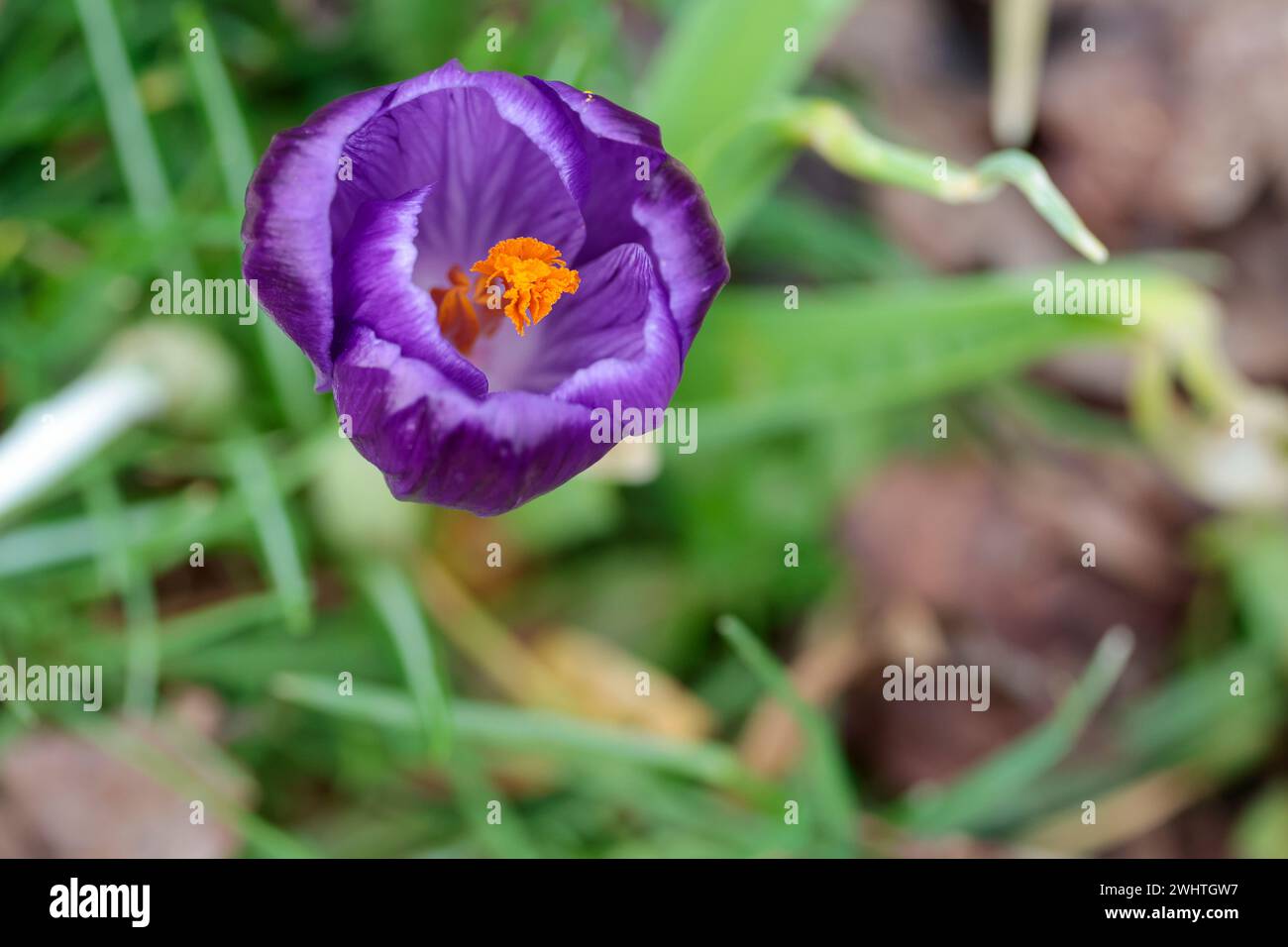 New uk spring season coming 2024 hi-res stock photography and images ...