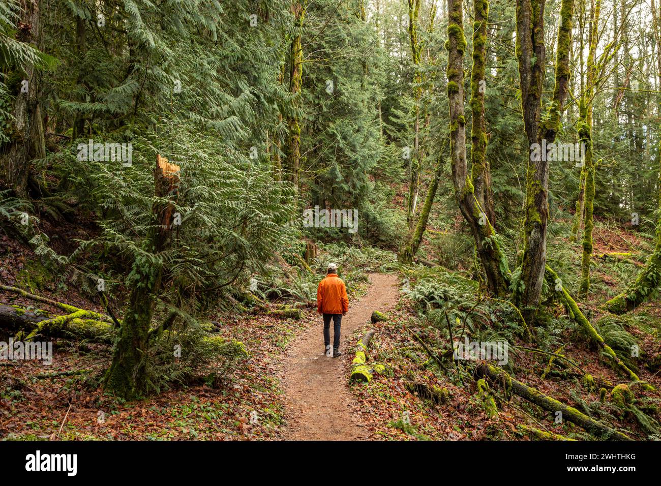 Big loney tree hi-res stock photography and images - Alamy