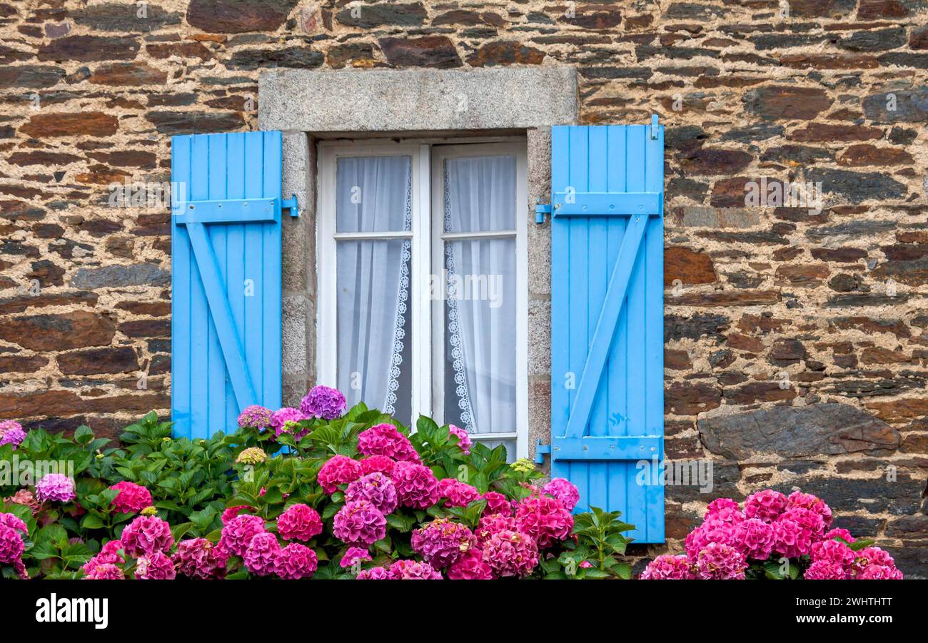 Window with blue shutters in a typical granite house, hydrangea bushes ...