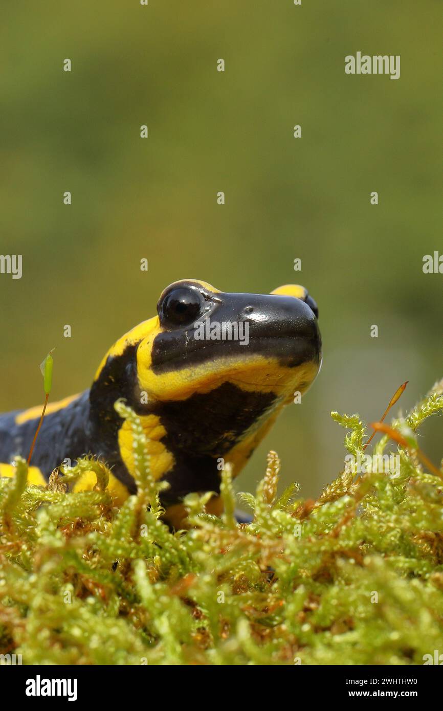 Fire salamander (Salamandra salamandra), running over moss, looking ...