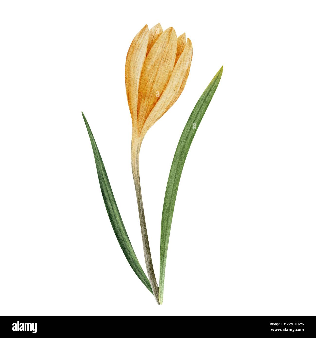 crocus flower in yellow color, drawn in watercolor, isolated on white ...