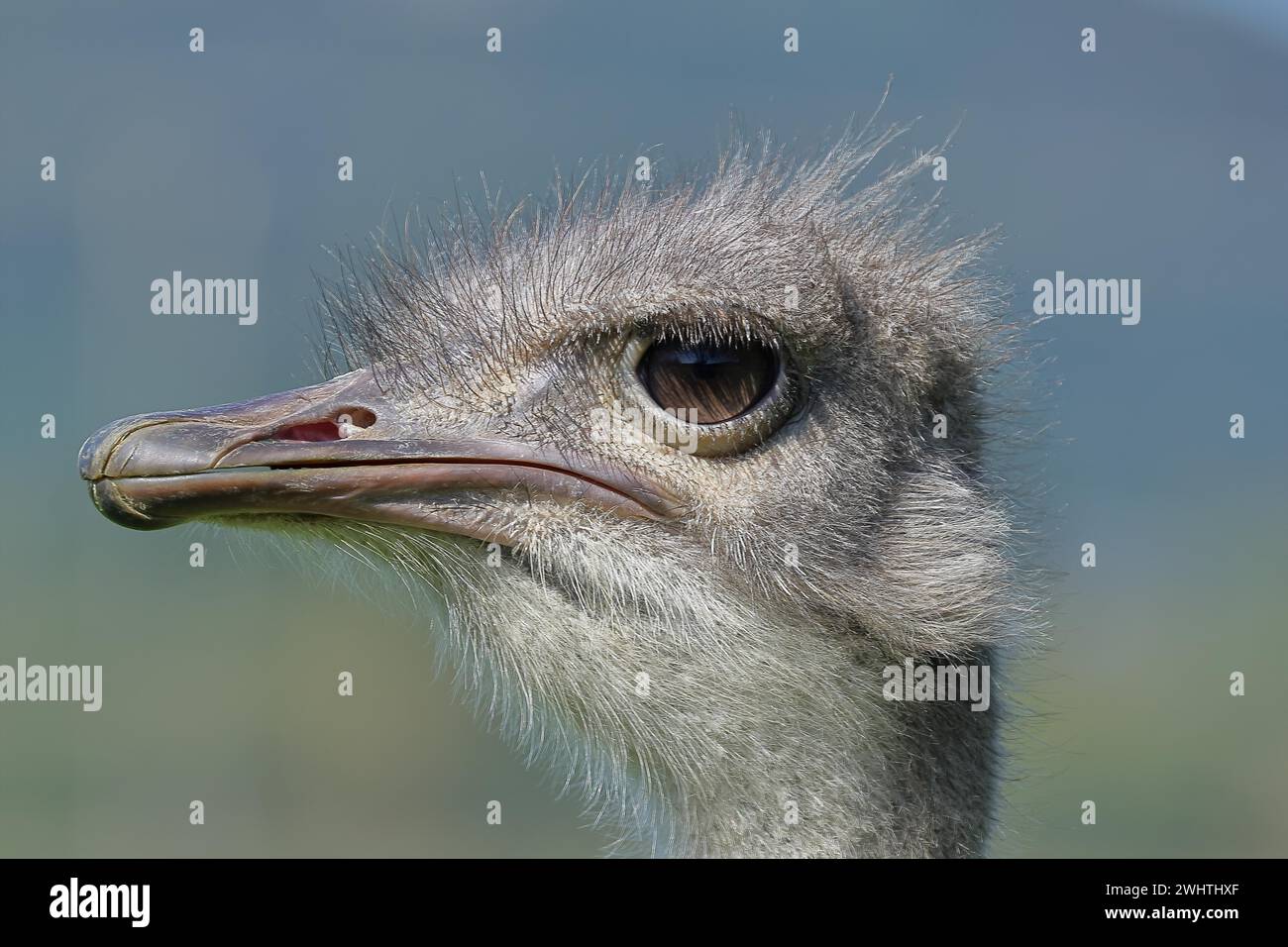 Common ostrich (Struthio camelus), animal portrait, captive ...