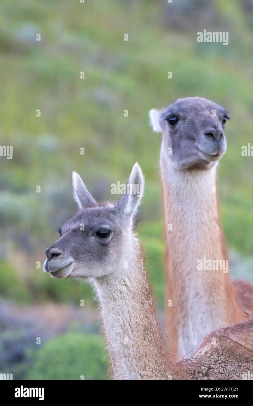 Guanaco (Llama guanicoe), Huanaco, adult, animal portrait, Torres del ...