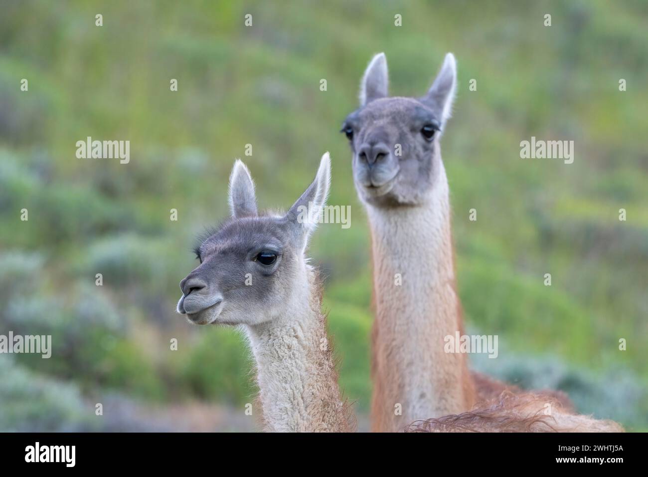 Guanaco (Llama guanicoe), Huanaco, adult, animal portrait, Torres del ...