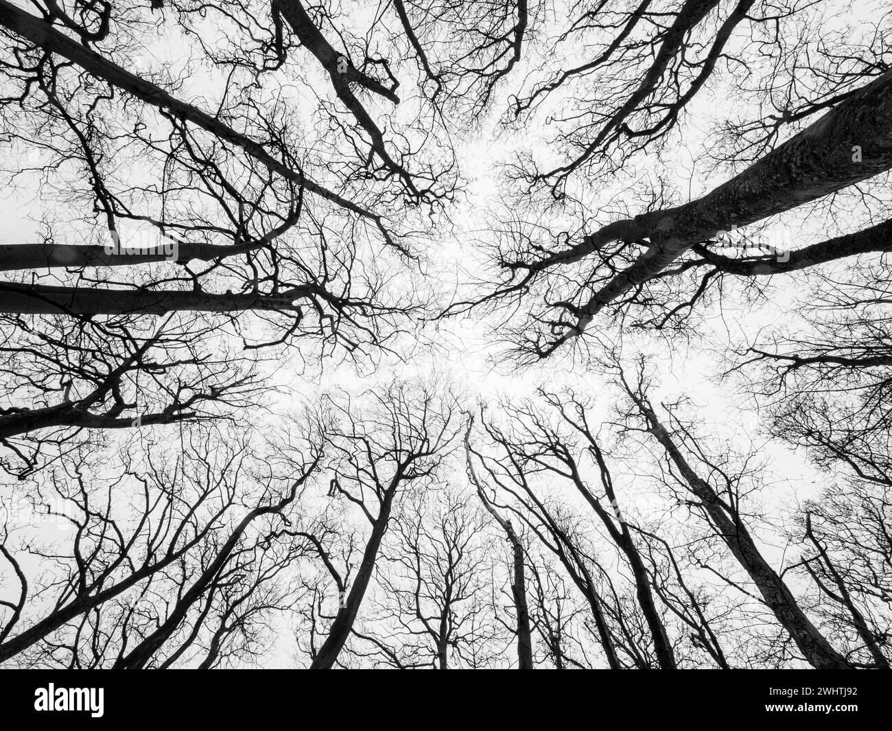 Ancient tree small canopy Black and White Stock Photos & Images - Alamy