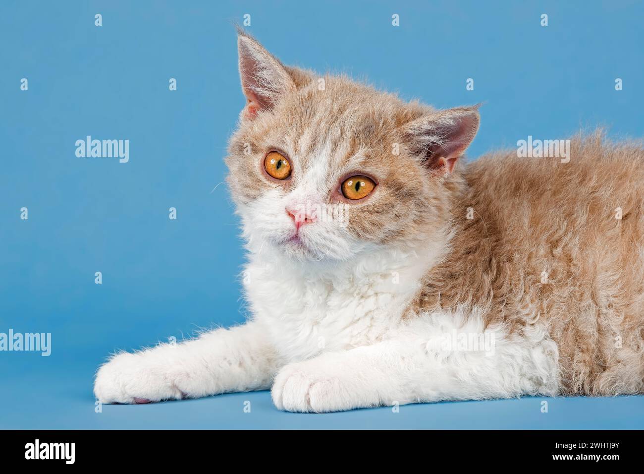 10 week old kitten hi-res stock photography and images - Alamy