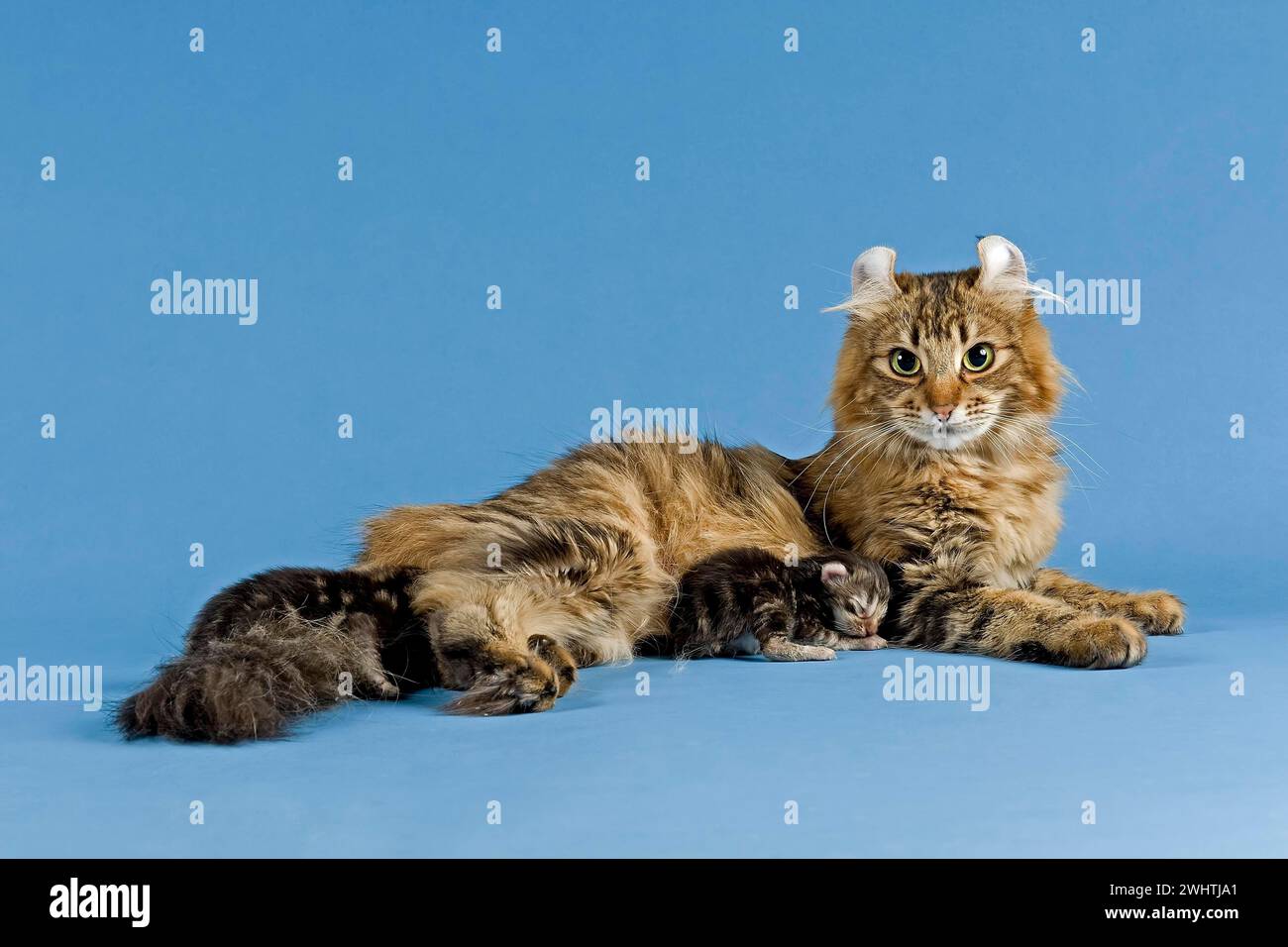 Proud cat hi-res stock photography and images - Alamy