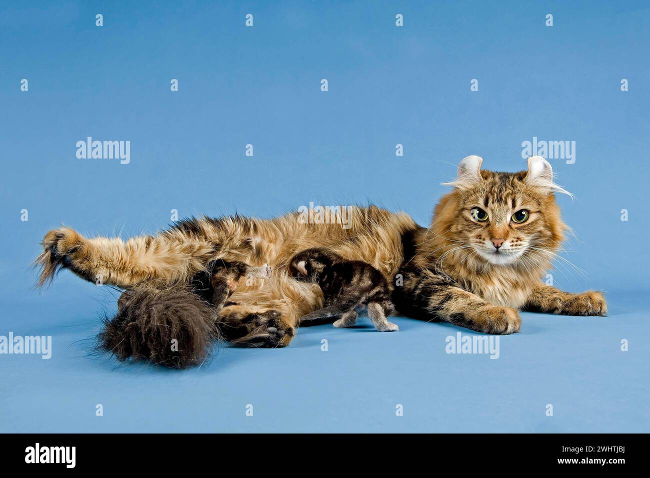 Proud cat hi-res stock photography and images - Alamy