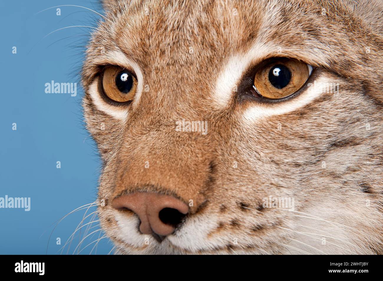 Eurasian lynx (Lynx lynx), animal portrait, close-up, captive, studio ...