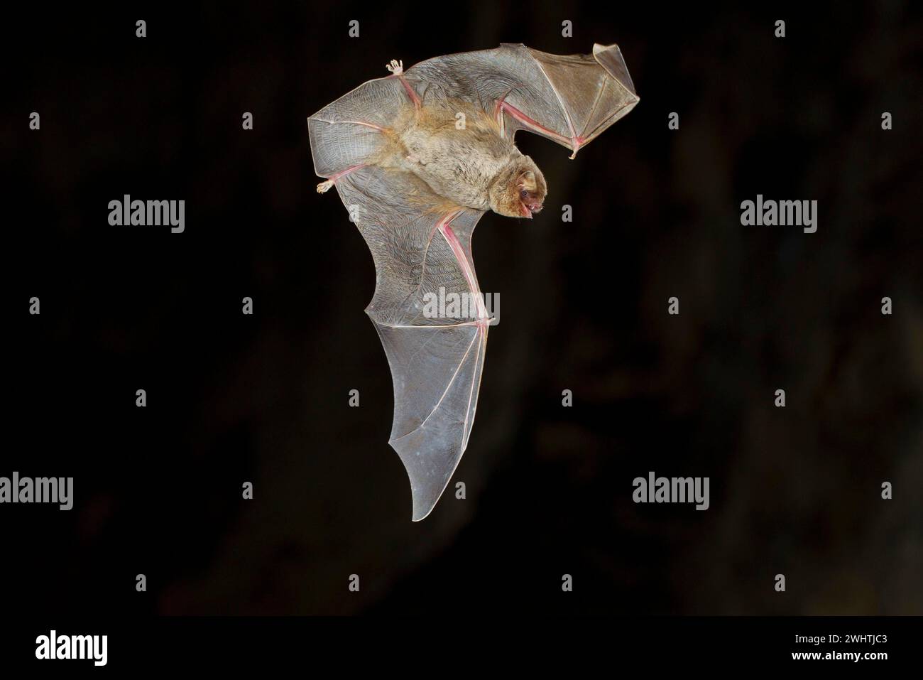 Common bent-wing bat (Miniopterus schreibersii) in flight in a cave ...
