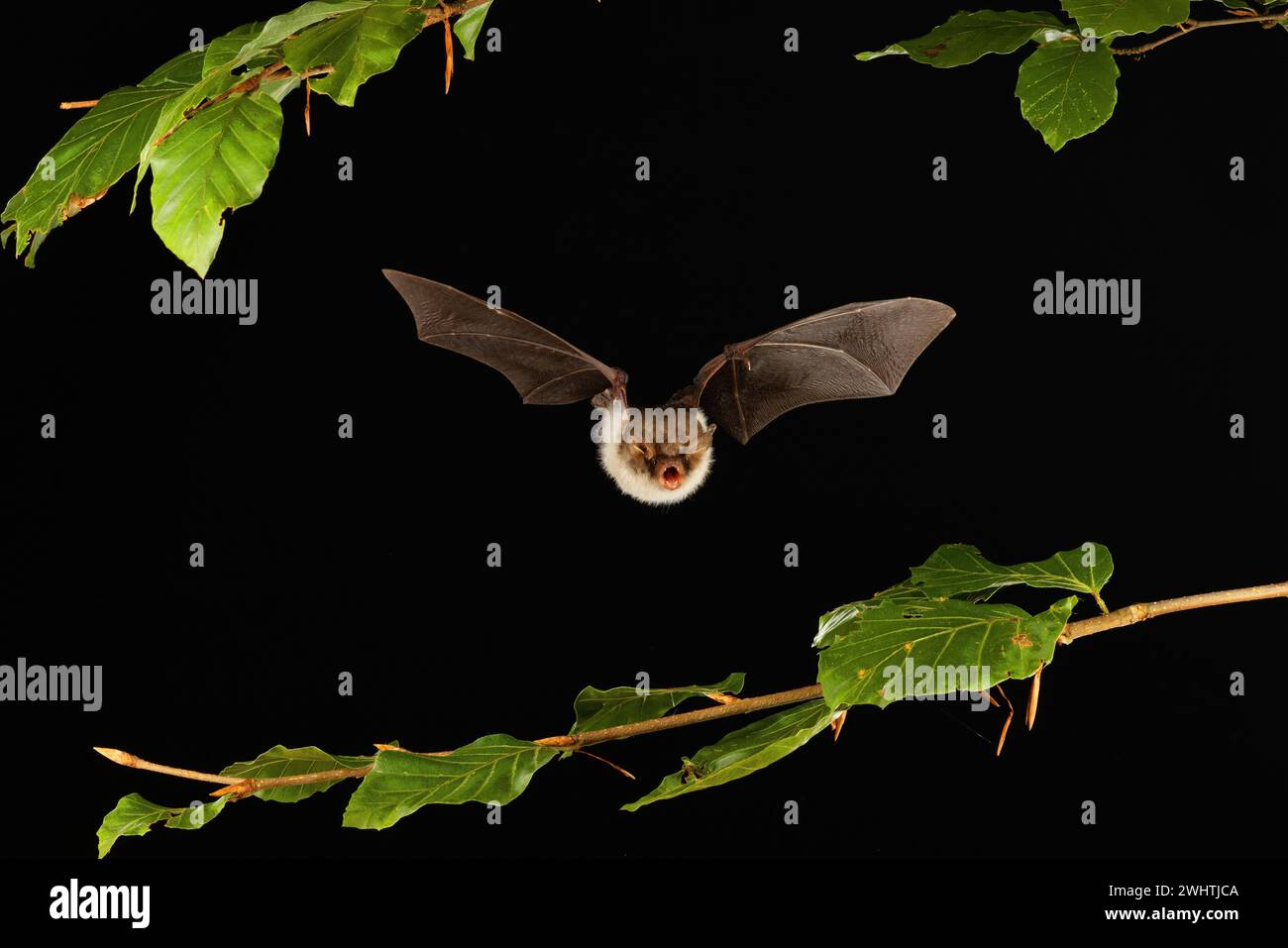 Natterer's bat (Myotis nattereri) in flight, Lower Saxony, Germany ...