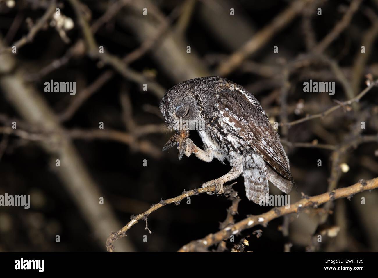 Cicada behavior hi-res stock photography and images - Alamy