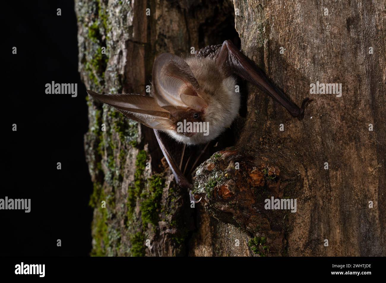 Brown long-eared bat (Plecotus auritus) in a tree hollow, Thuringia ...