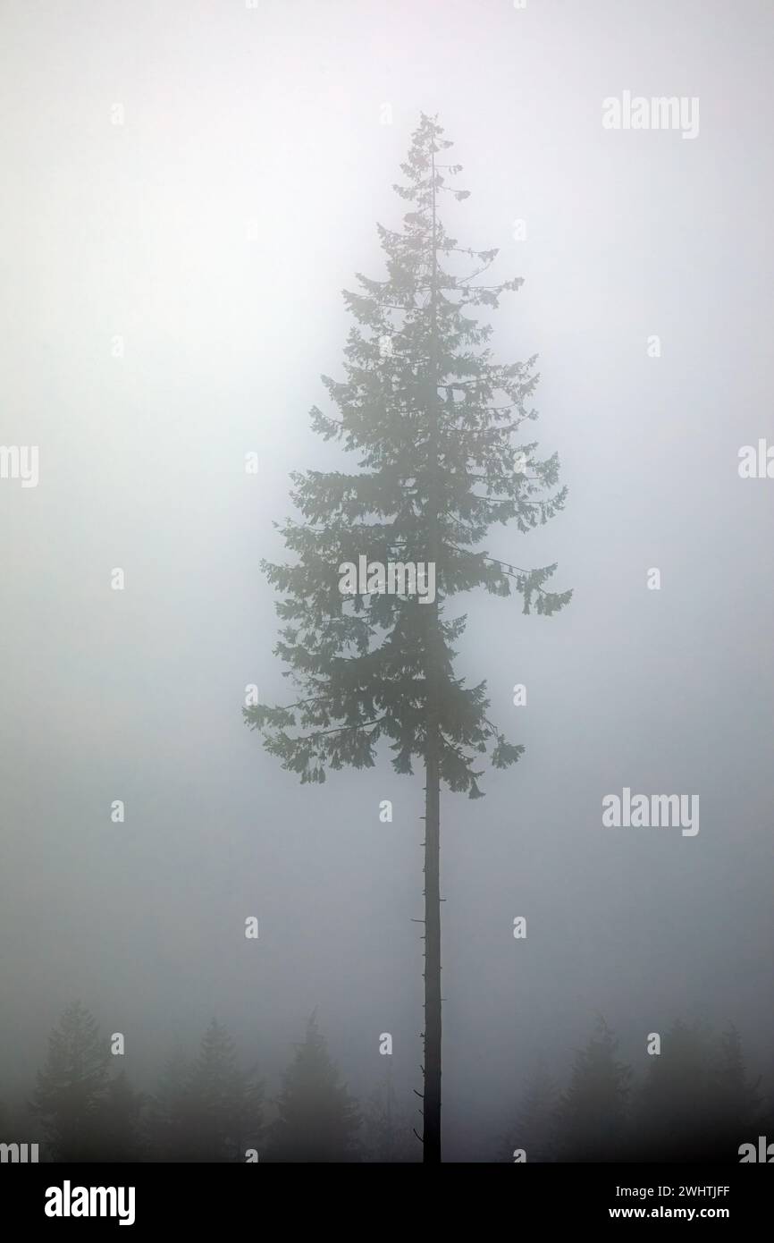 WA25066-00...WASHINGTON - Lone tree left standing in a clear cut on ...