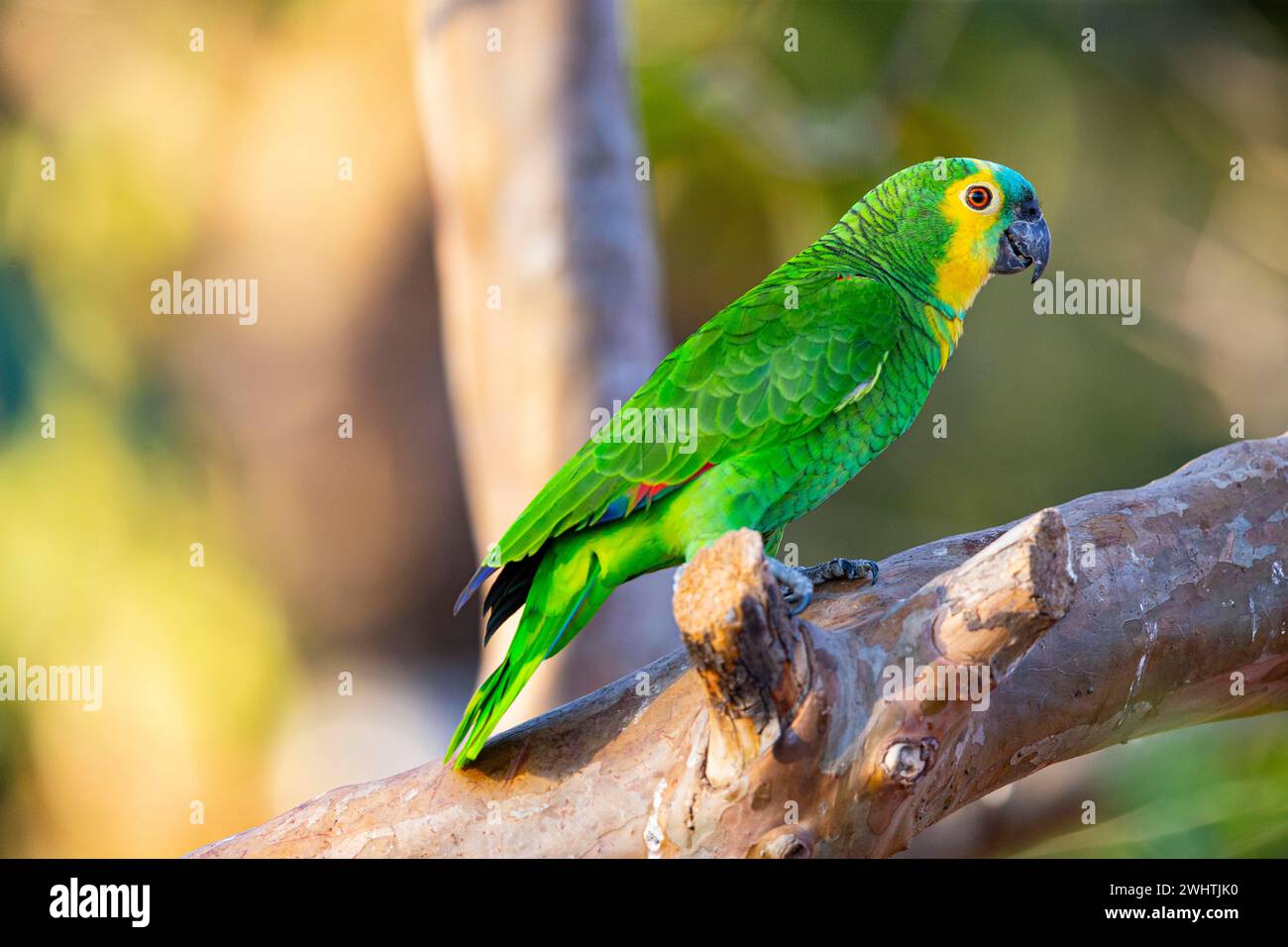 Blue-fronted Amazon (Amazona aestiva (Pantanal Brazil Stock Photo - Alamy