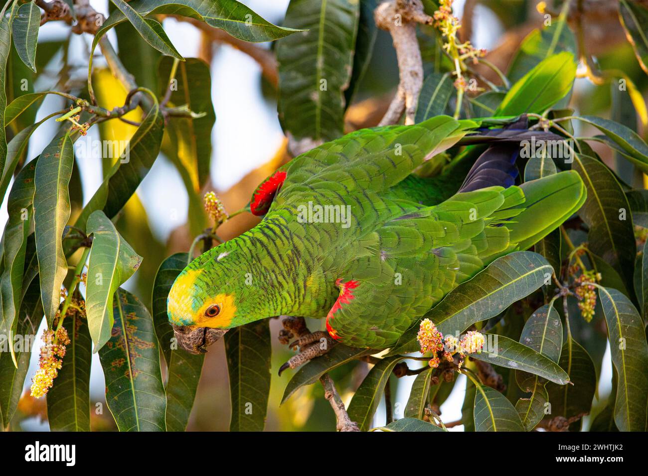 Blue-fronted Amazon (Amazona aestiva (Pantanal Brazil Stock Photo - Alamy