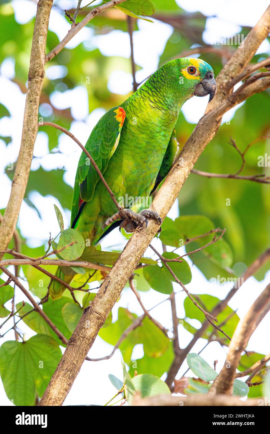 Blue-fronted Amazon (Amazona aestiva (Pantanal Brazil Stock Photo - Alamy