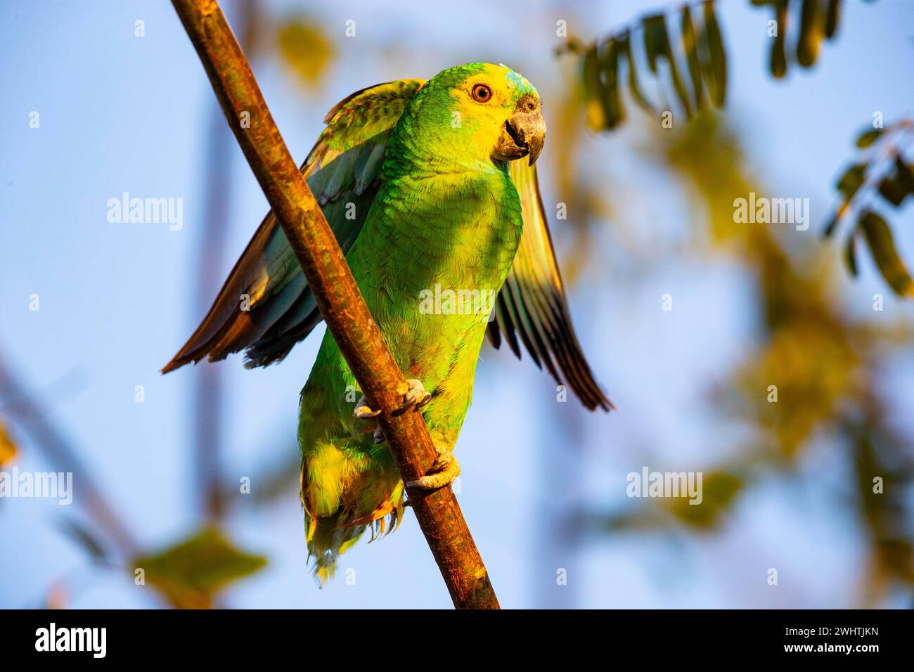 Blue-fronted Amazon (Amazona aestiva (Pantanal Brazil Stock Photo - Alamy