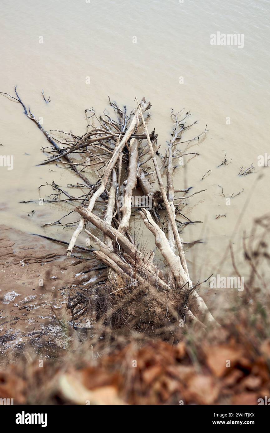 Washed driftwood and fallen trees lie in water on shore sea or ocean ...