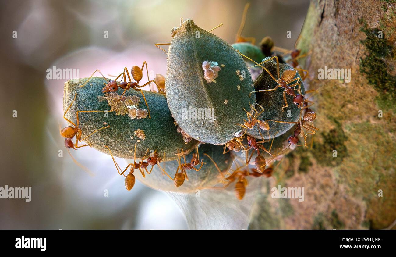 Ants frming hi-res stock photography and images - Alamy