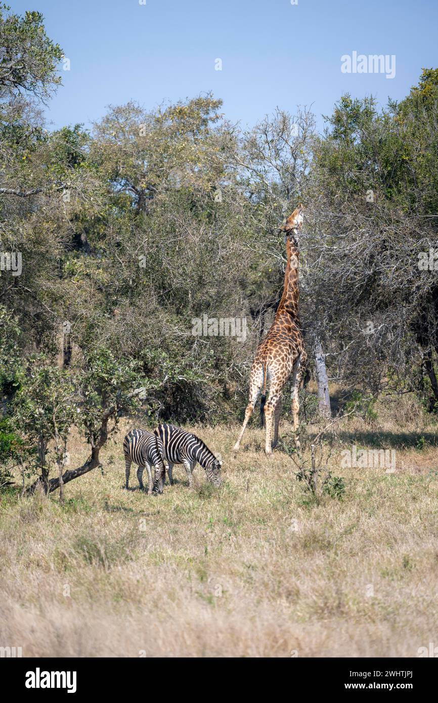 Southern giraffe (Giraffa giraffa giraffa) eating leaves in a tree and ...