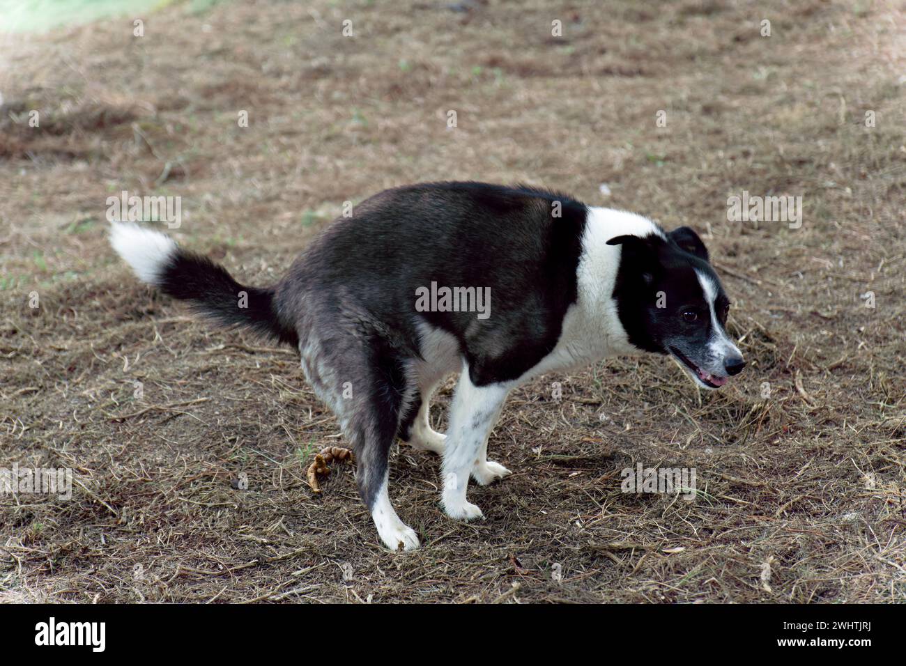 Dog pooping hi-res stock photography and images - Alamy