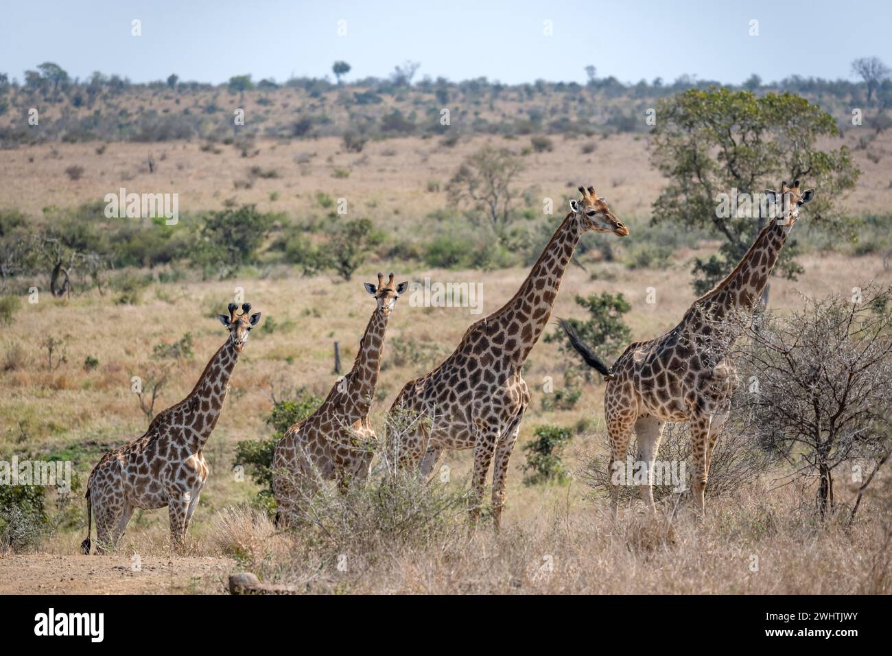 Four southern giraffes (Giraffa giraffa giraffa), standing in a row ...