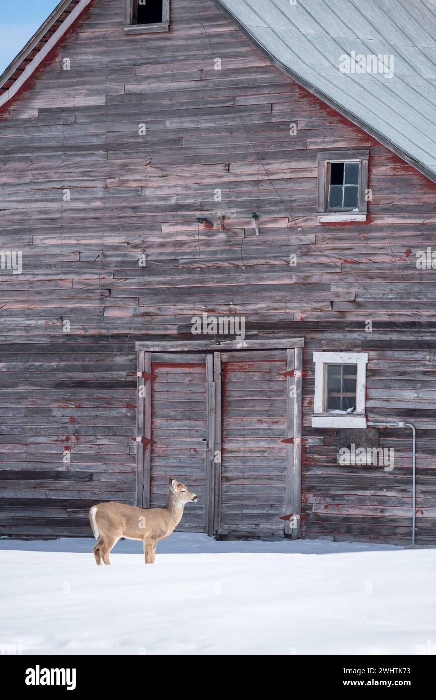 White tail deer and old barn, Wallowa Valley, Oregon Stock Photo - Alamy