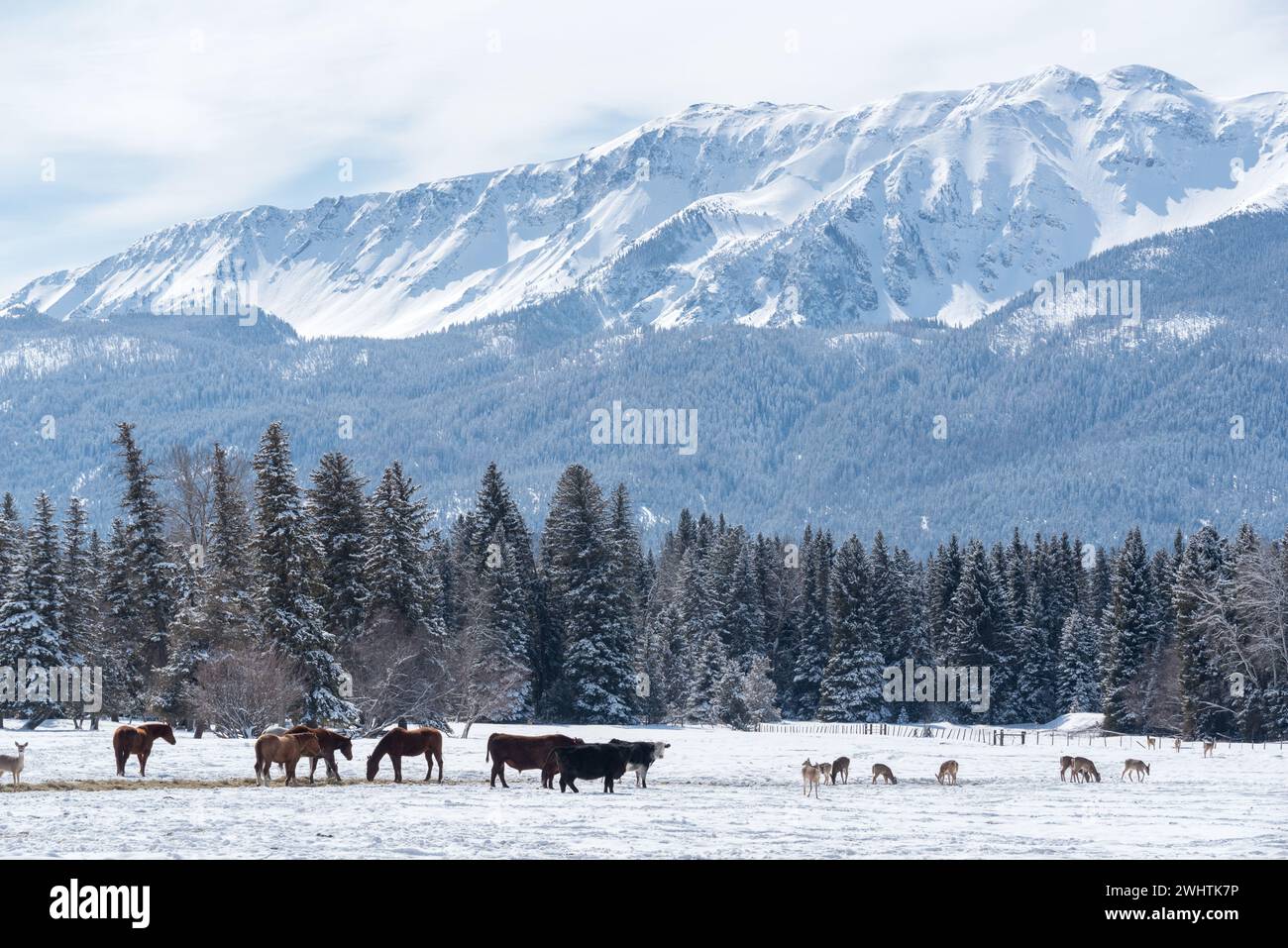 Deer, cows and horses feeding on hay, Wallowa Valley, Oregon Stock ...