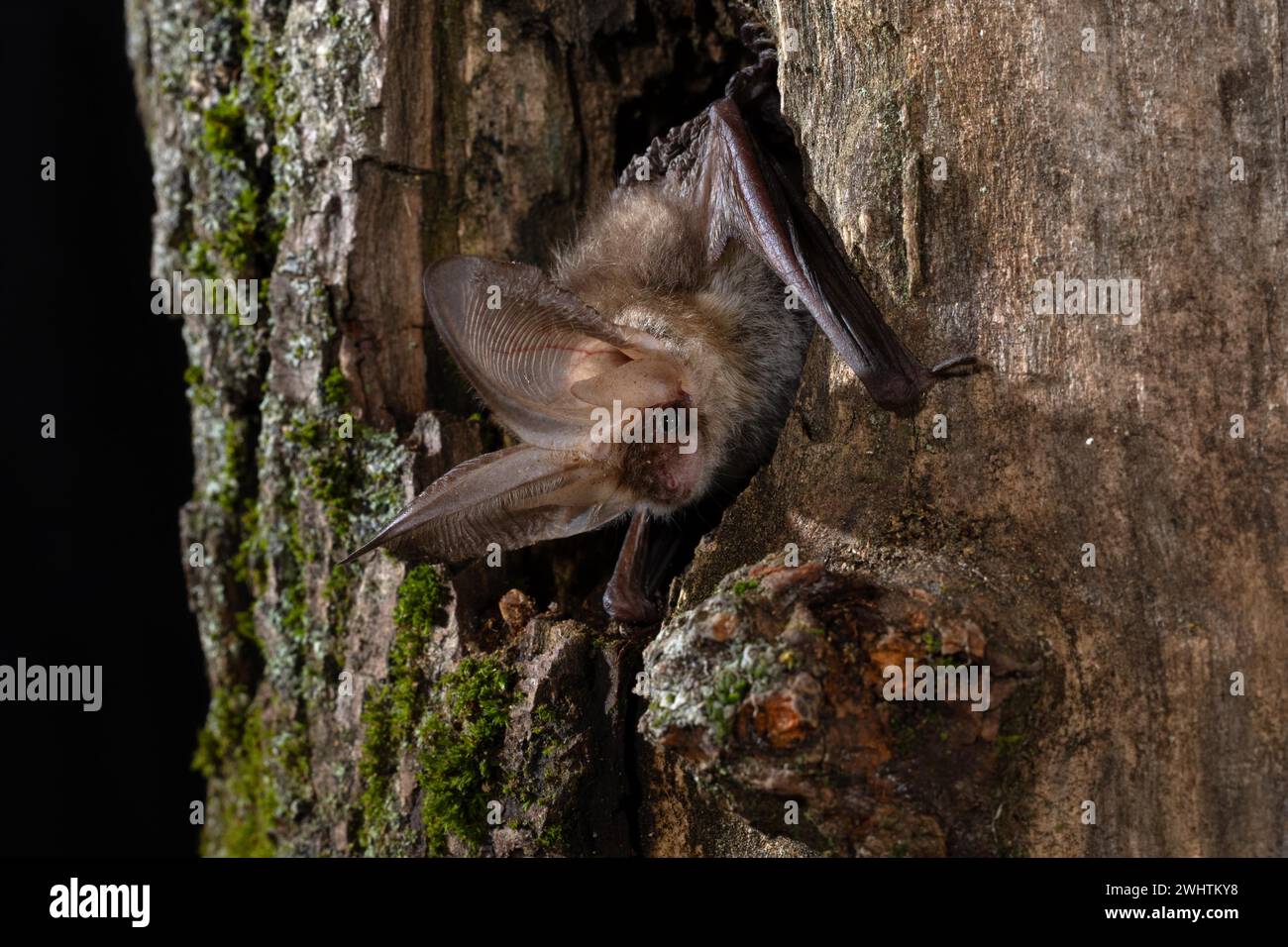 Brown long-eared bat (Plecotus auritus) in a tree hollow, Thuringia ...