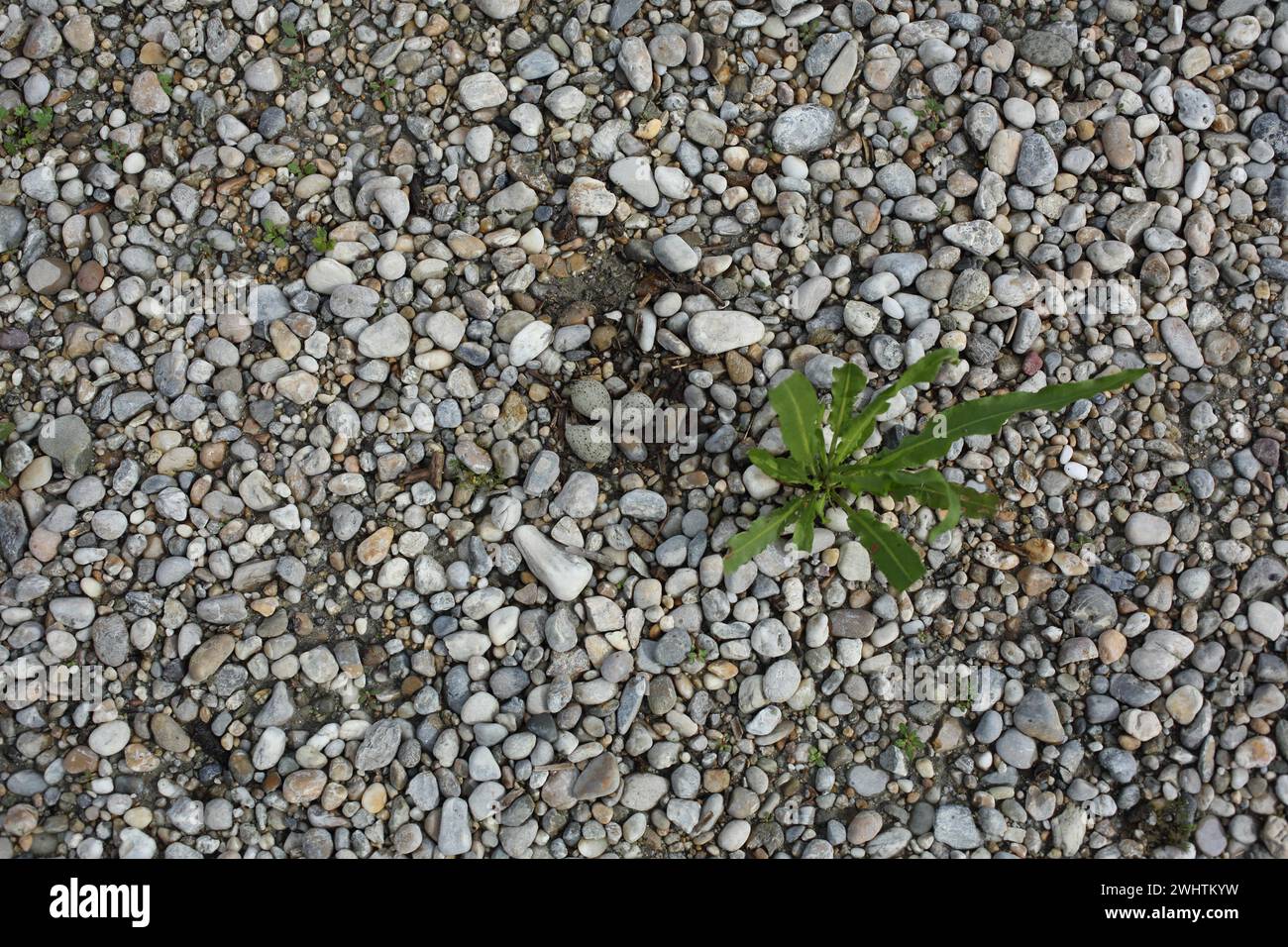 Nest with three eggs of the Little Ringed Plover (Charadrius dubius ...
