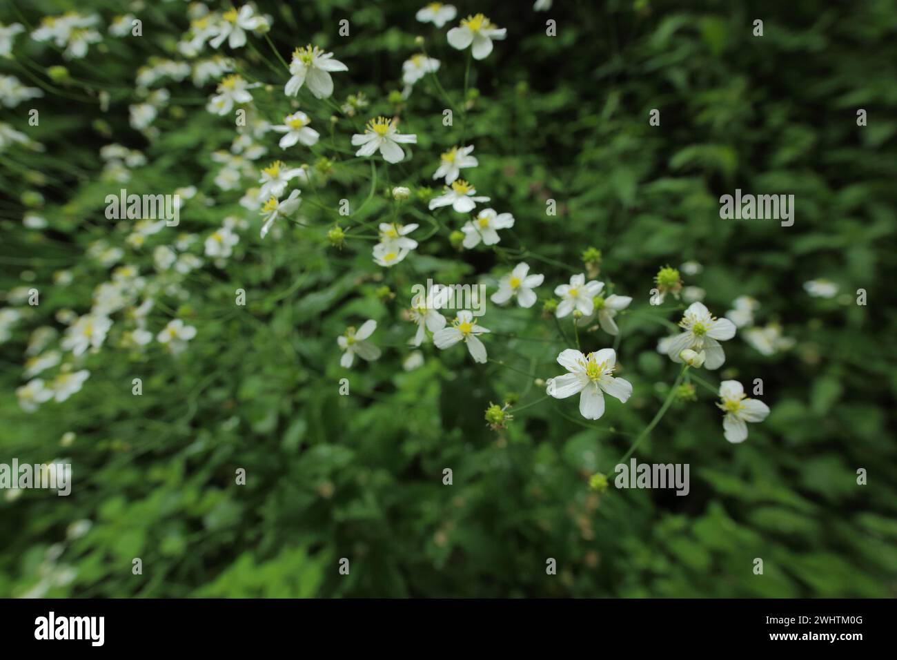 Aconite-leaf buttercup (Ranunculus aconitifolius), Ranunculus, plant ...