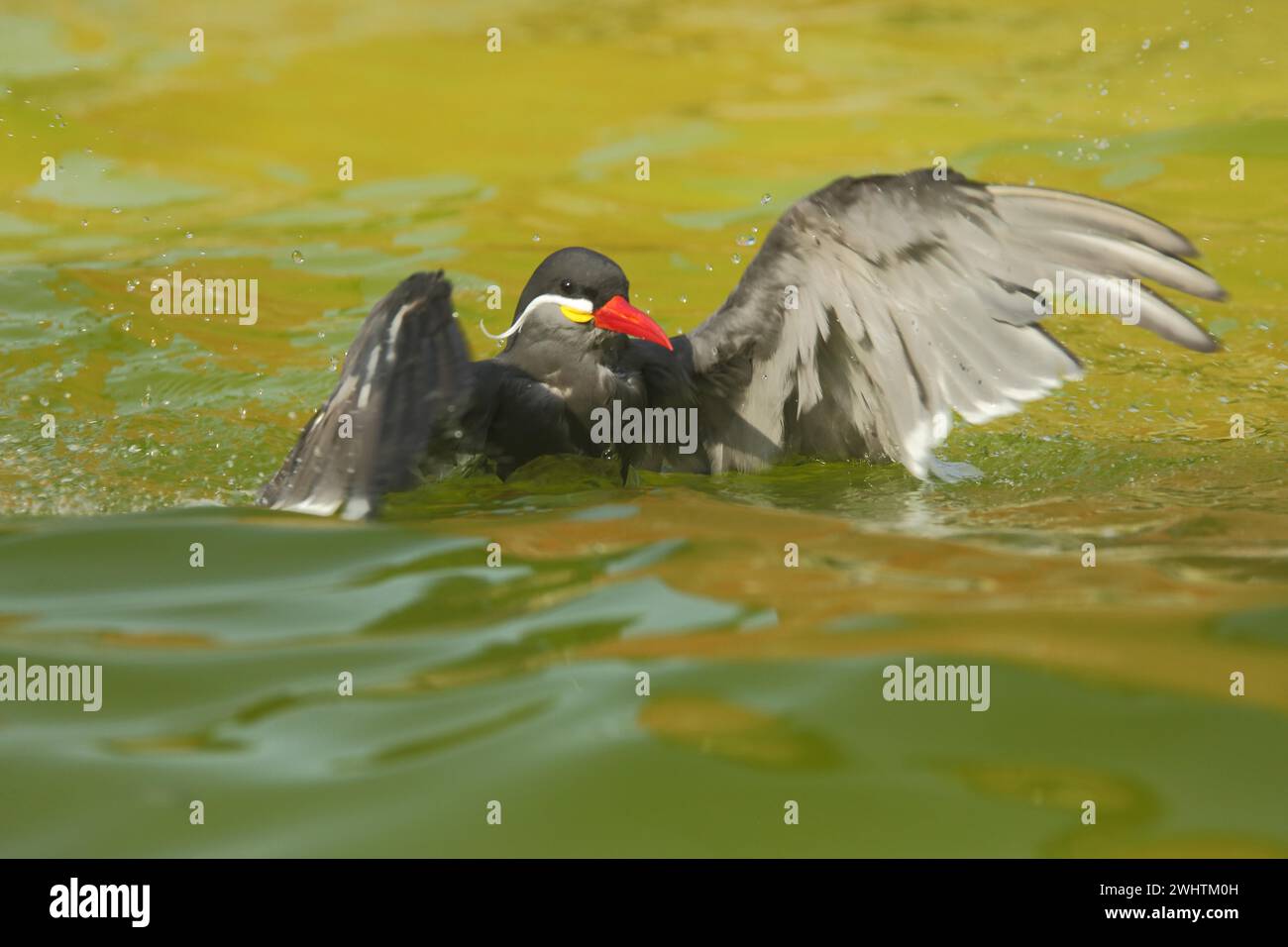 Inca Tern (Larosterna inca) bathing with wing movement, swimming ...
