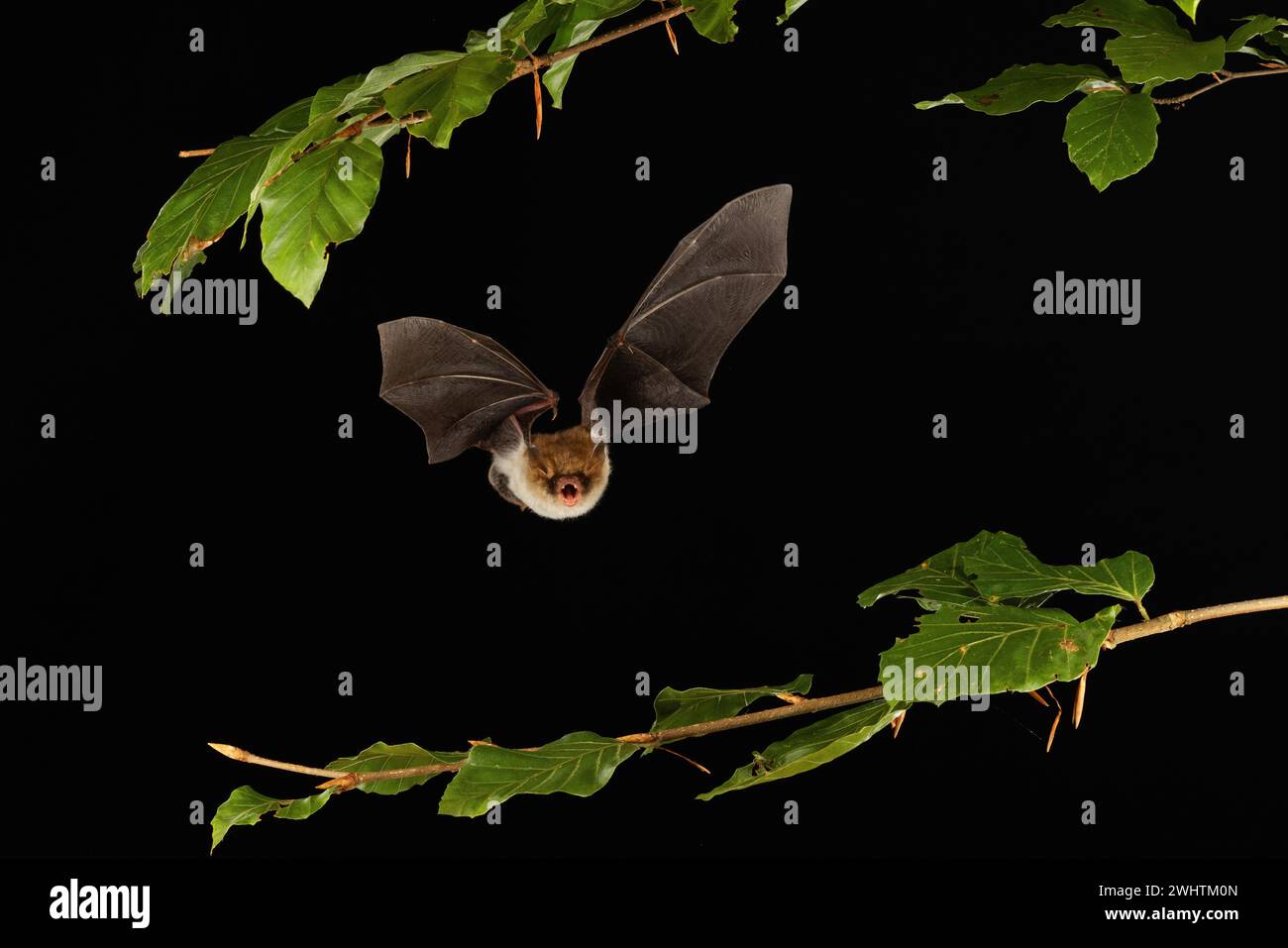 Natterer's bat (Myotis nattereri) in flight, Lower Saxony, Germany ...