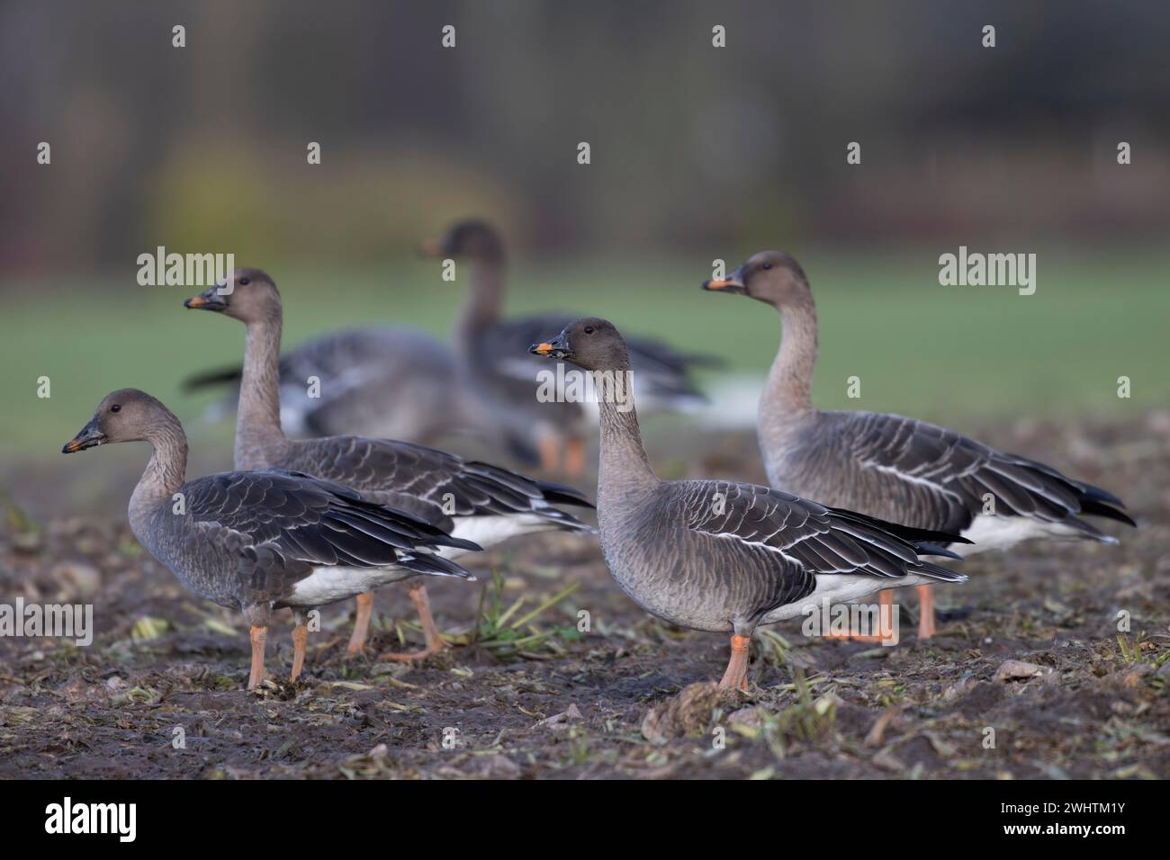 Bean goose (Anser fabalis), Texel, Netherlands Stock Photo - Alamy