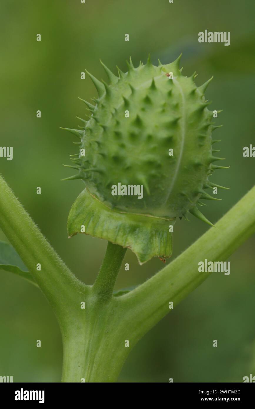 Common Datura (Datura stramonium), nature, fruit, fruit capsule, detail ...