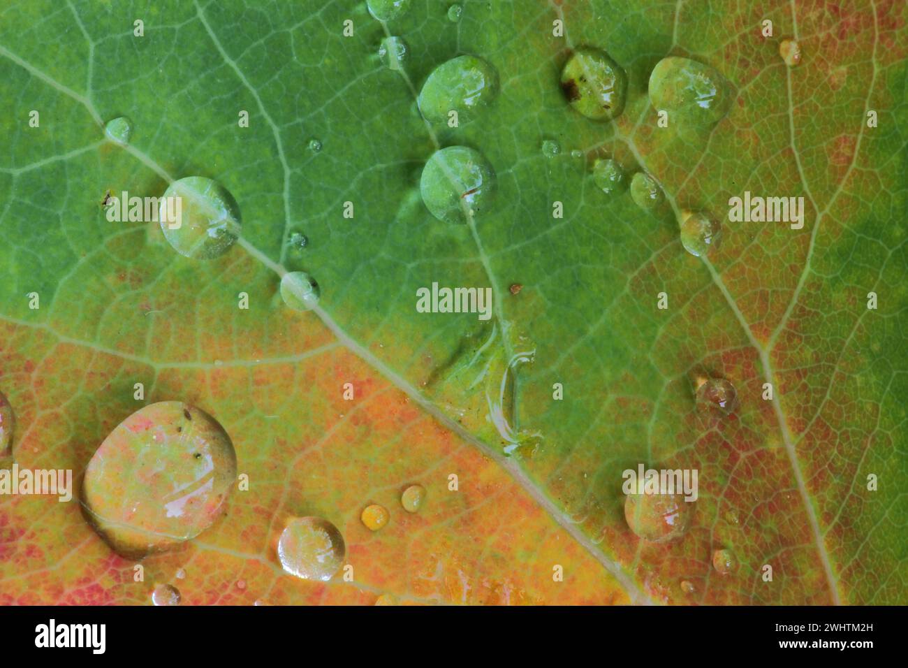 Leaf of downy birch (Betula pubescens), detail, macro, deciduous leaf ...
