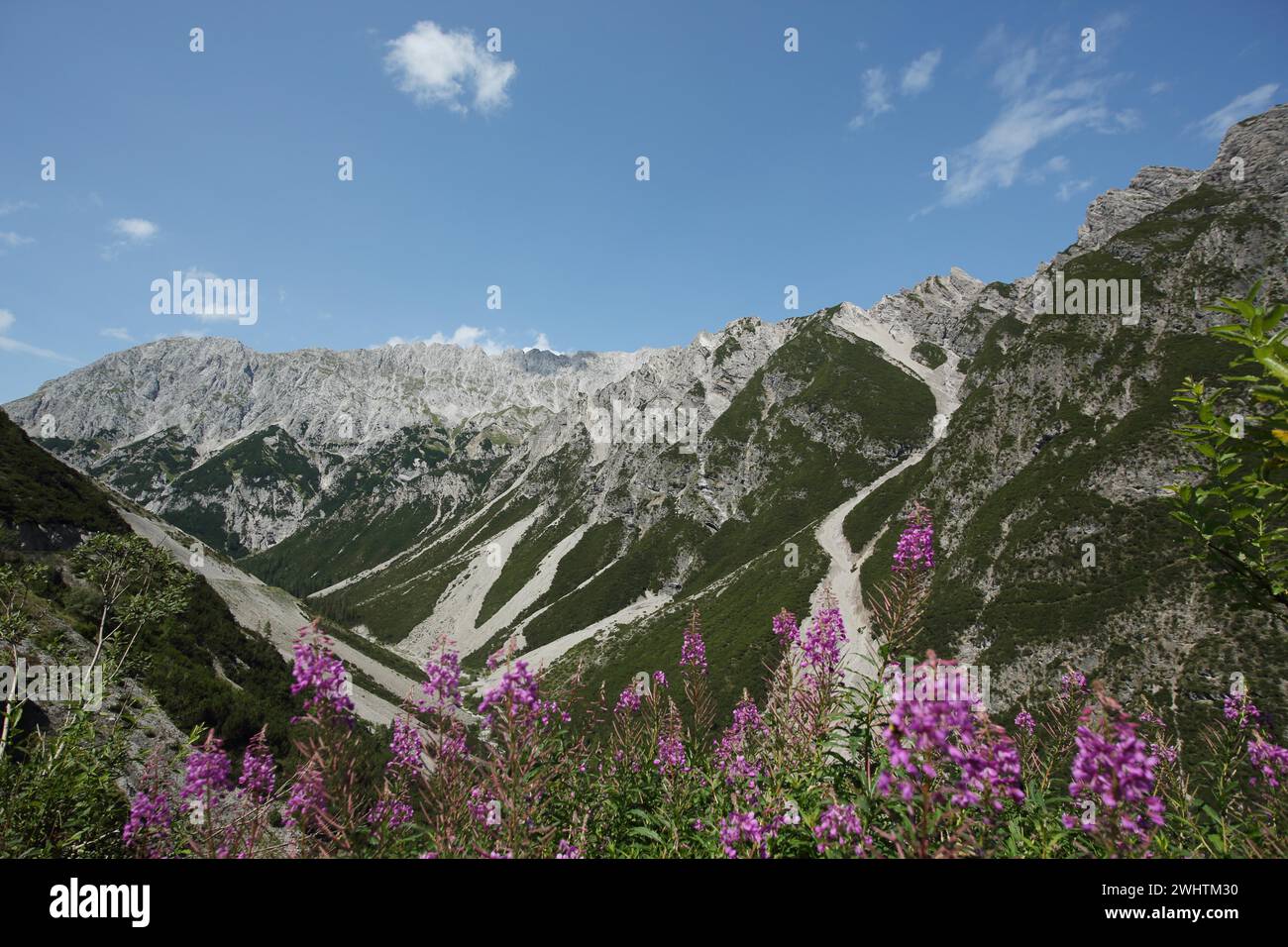 Mountain massif Hahntennjoch with narrow-leaved willowherb, Lechtal ...