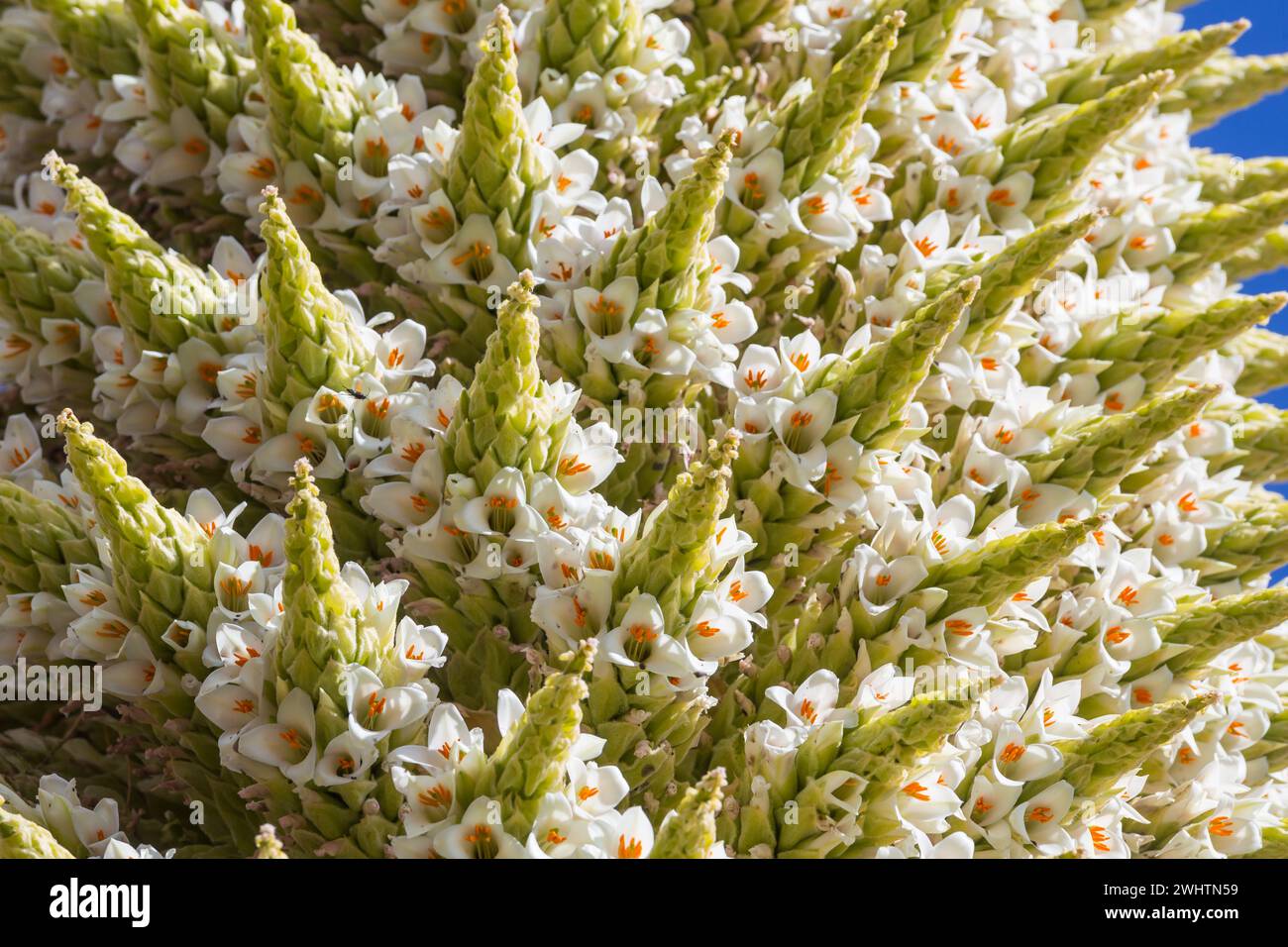 Puya raimondii hi-res stock photography and images - Alamy