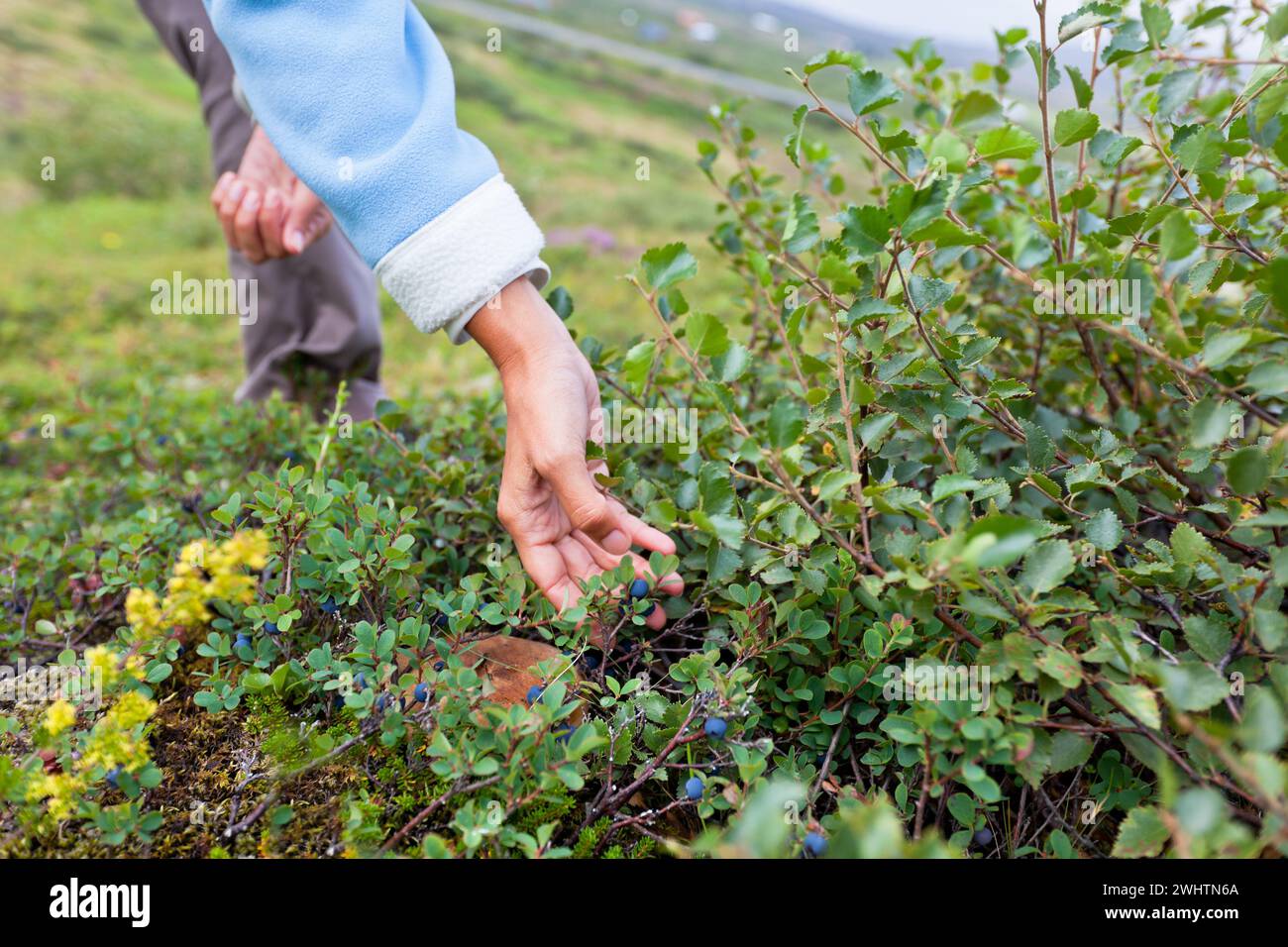 Human Hand and a Bush of a Ripe Blueberry in the Summer Stock Photo - Alamy