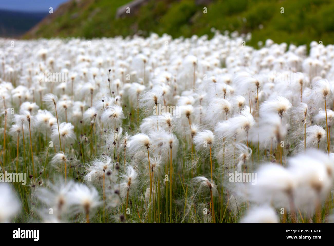 Cotton grass in field hi-res stock photography and images - Alamy