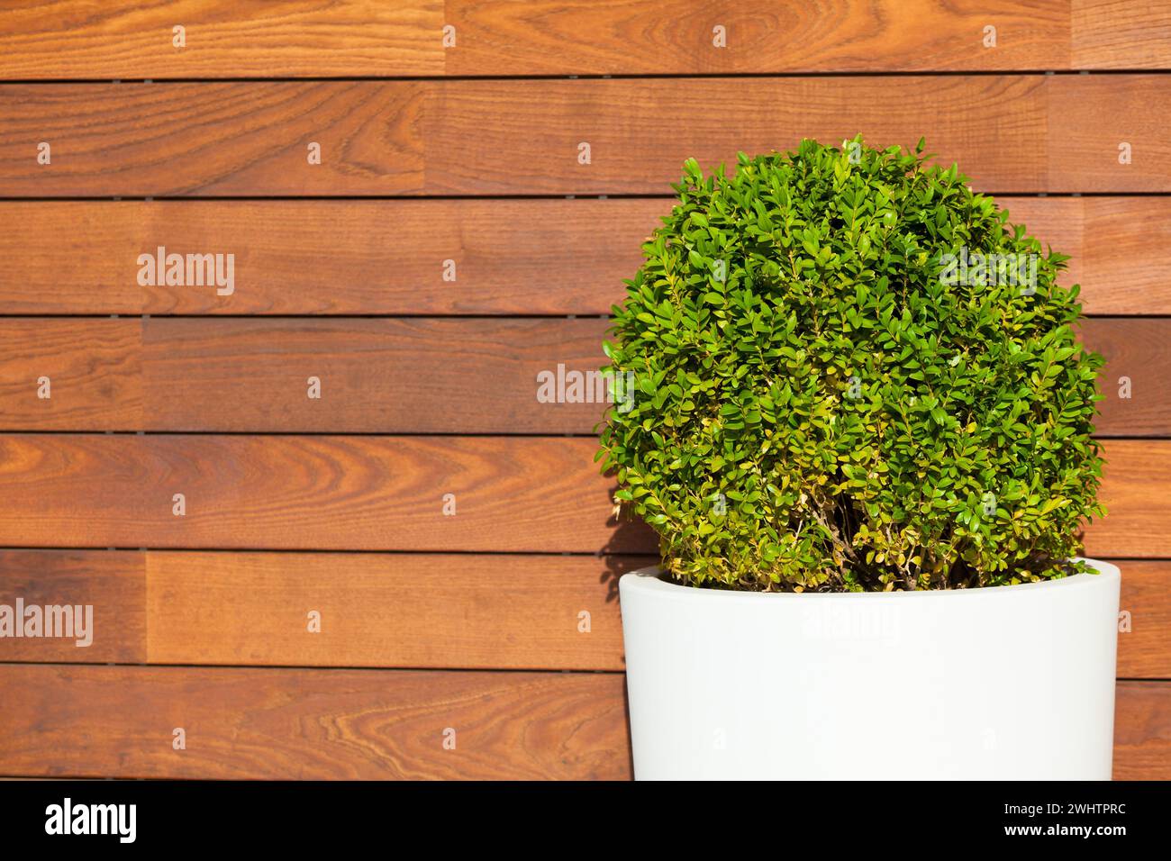 Round Bush in front of Wooden Wall Stock Photo - Alamy