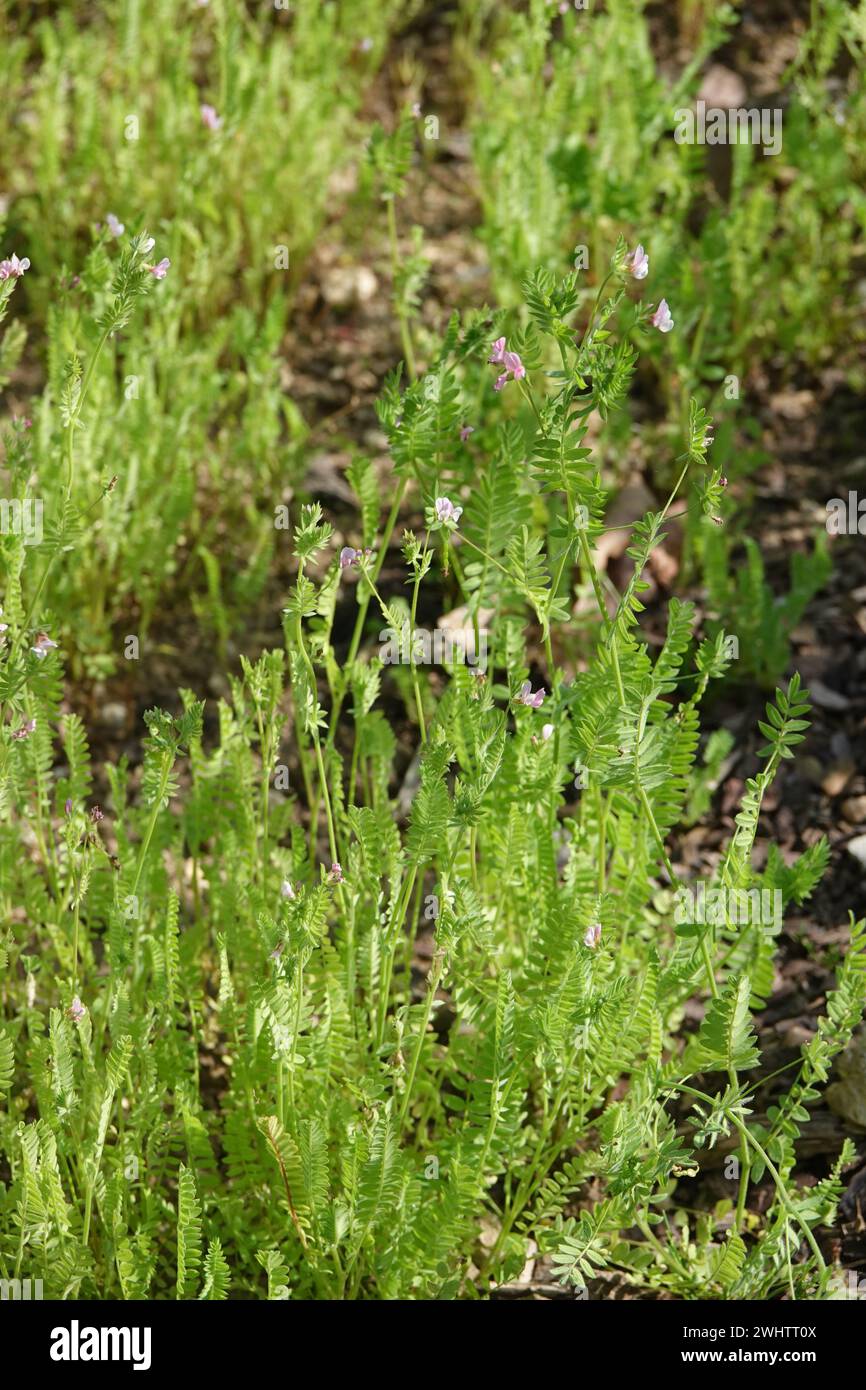 Ornithopus sativus, Syn. Saradella, common birdsfoot Stock Photo - Alamy