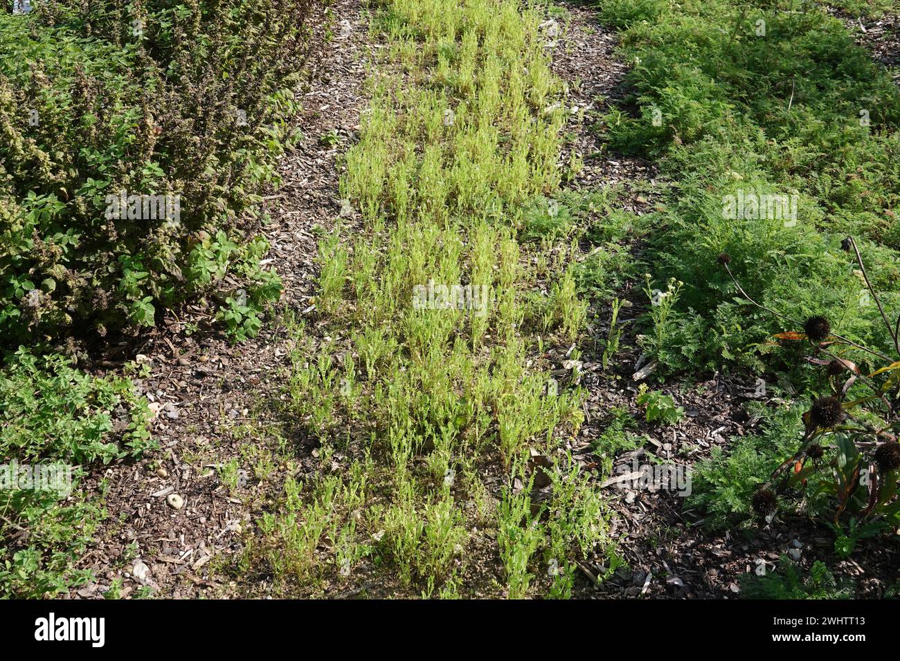 Ornithopus sativus, Syn. Saradella, common birdsfoot Stock Photo - Alamy
