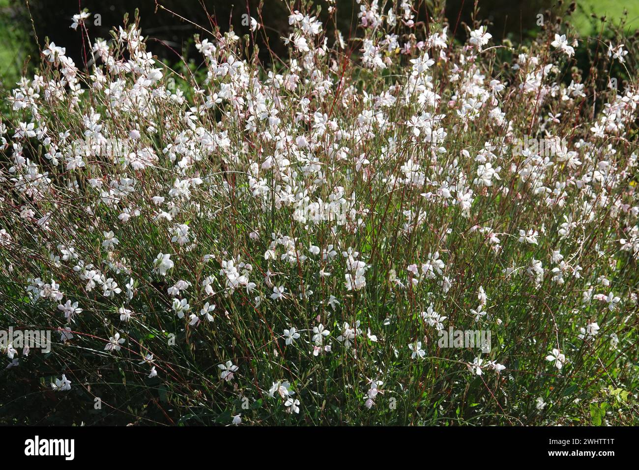 Gaura lindheimeri, White gaura Stock Photo - Alamy
