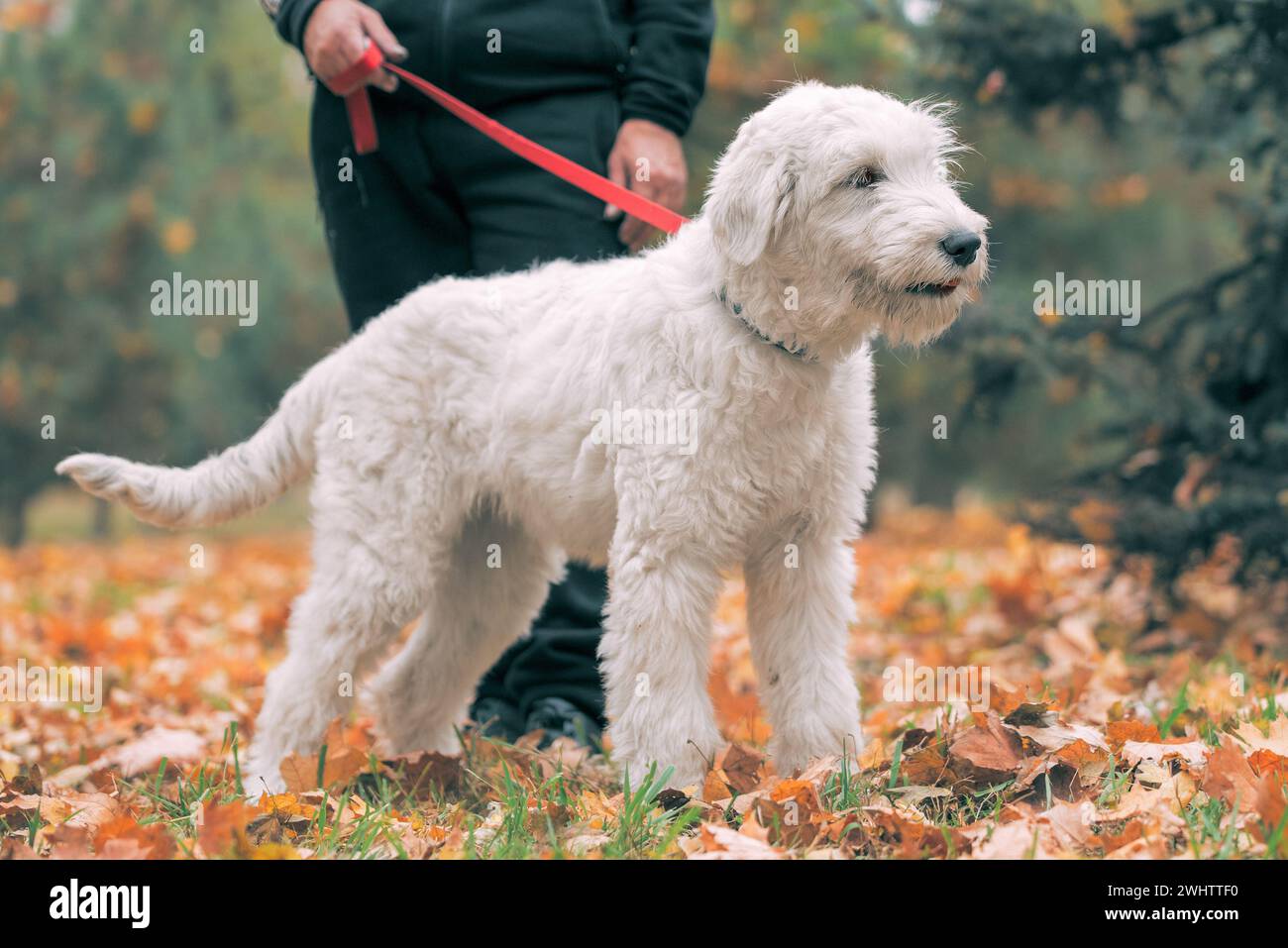 White dog of the South Russian Shepherd breed on a walk with its wner ...