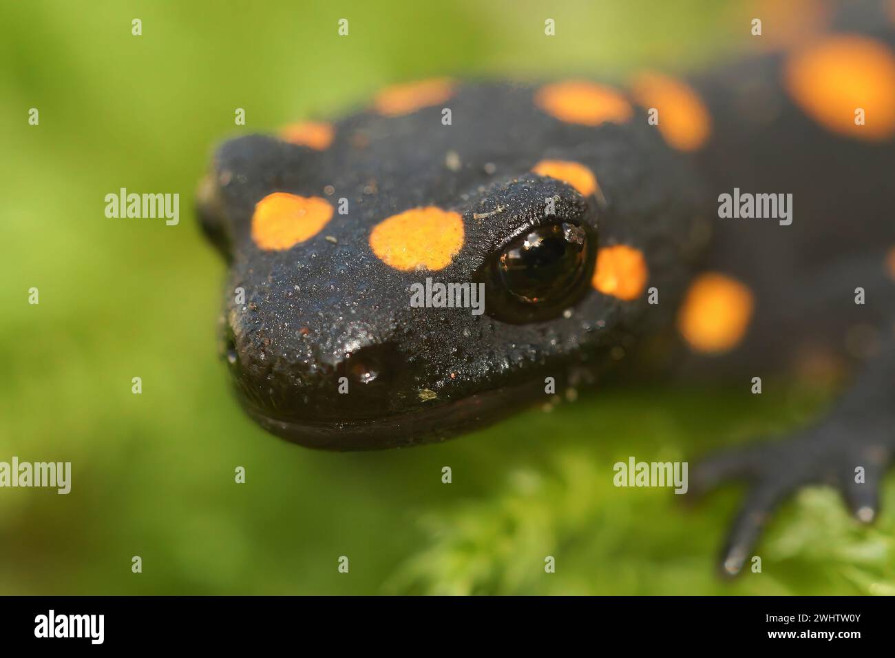 Closeup of the colorful but endangered Anatolian newt, Neurergus ...
