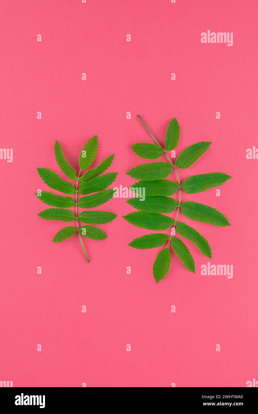 Green rowan tree leaves on bright pink background Stock Photo - Alamy