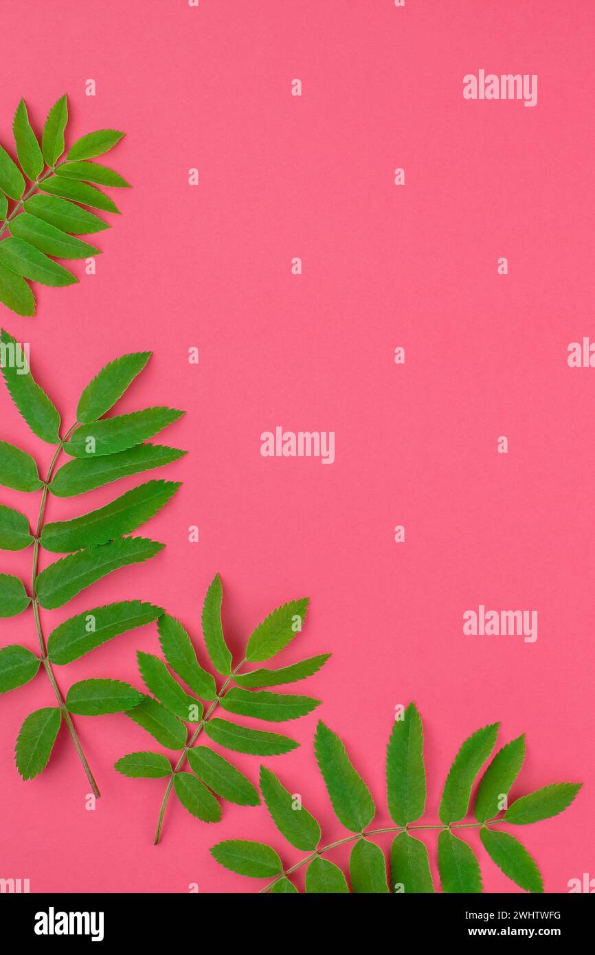 Green rowan tree leaves on bright pink background Stock Photo - Alamy