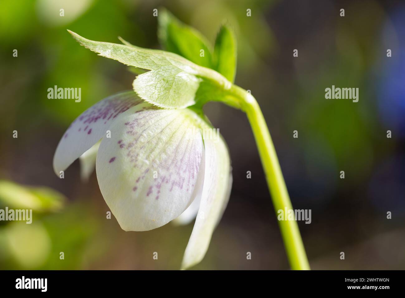 Winter White nodding flowerhead of Helleborus x hybridus Stock Photo ...